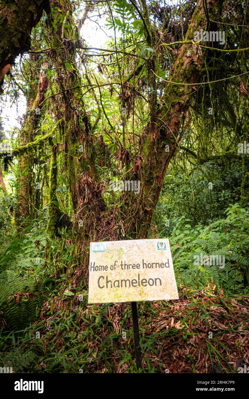 Scenic view of indeginous trees growing in the Montane Forest Zone of ...