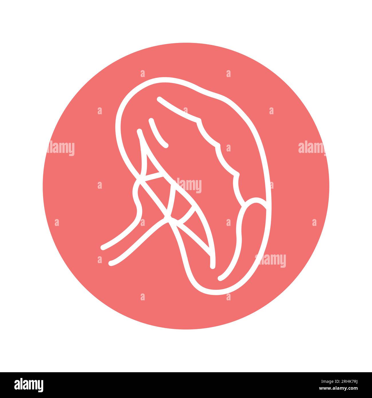 The spleen Cut Out Stock Images & Pictures - Alamy