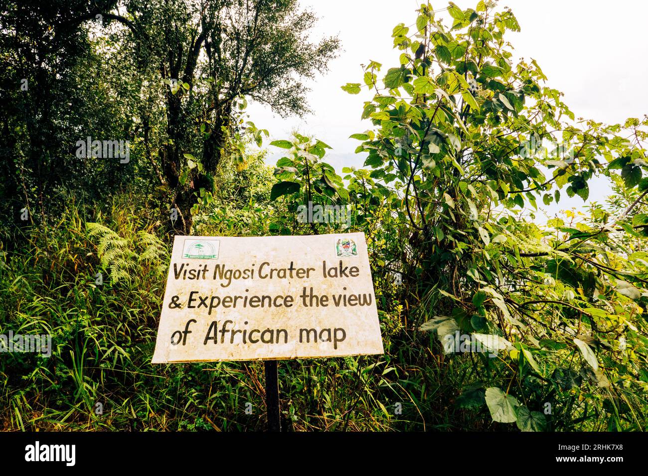 Scenic view of indeginous trees growing in the Montane Forest Zone of ...