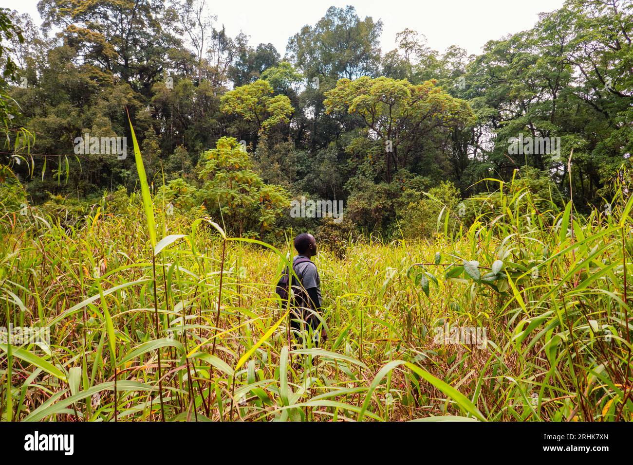 View of a hiker on a dirt road amidst trees in the Montane Forest zone ...