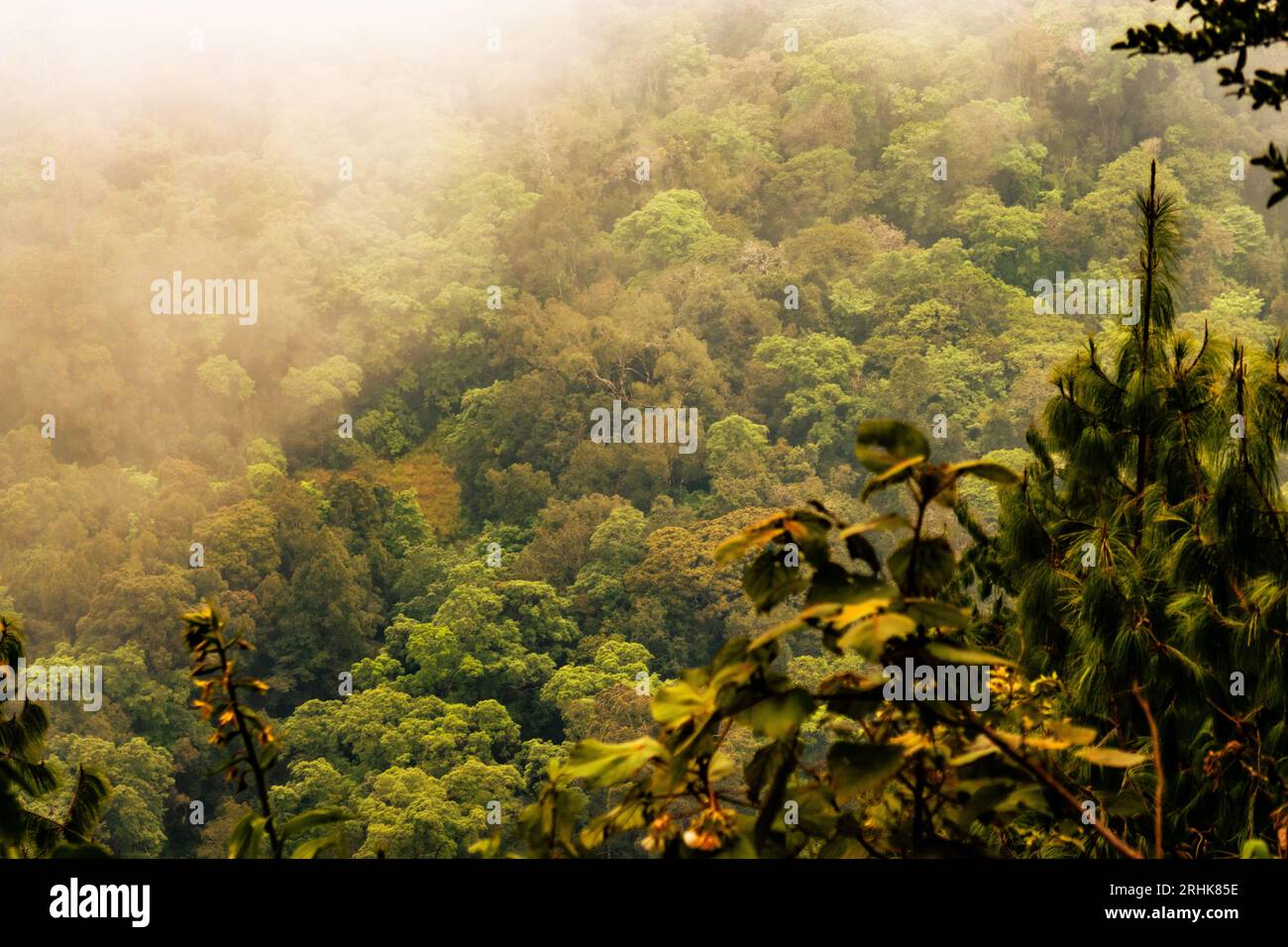 Scenic view of indeginous trees growing in the Montane Forest Zone of ...