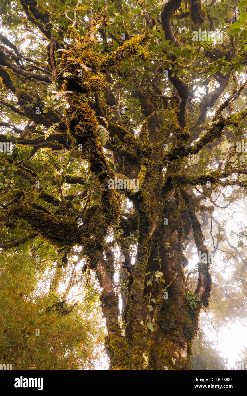 Scenic view of indeginous trees growing in the Montane Forest Zone of ...