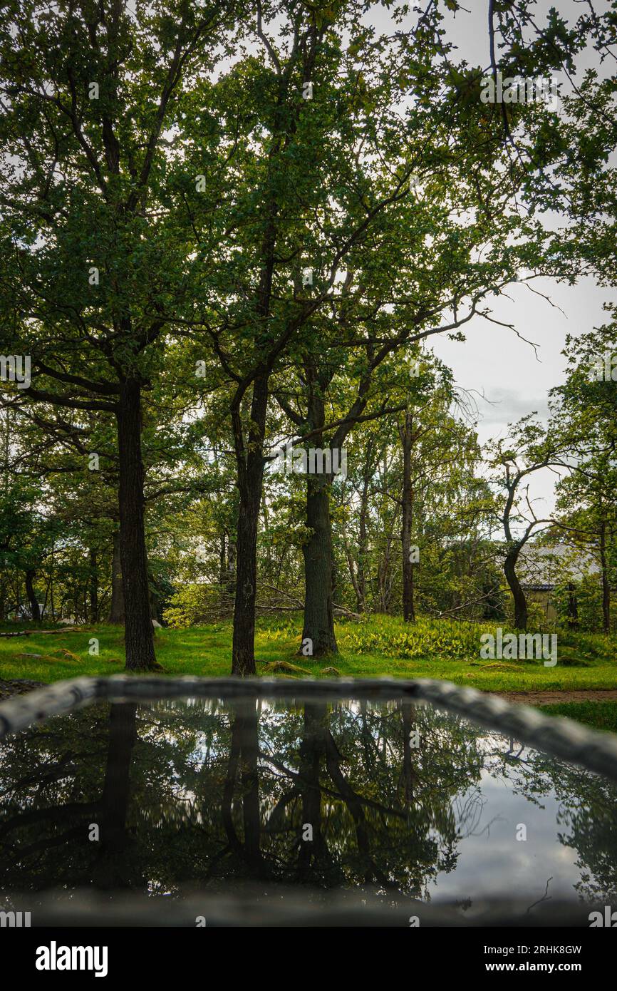 Trees growing in the forest during summer Stock Photo - Alamy