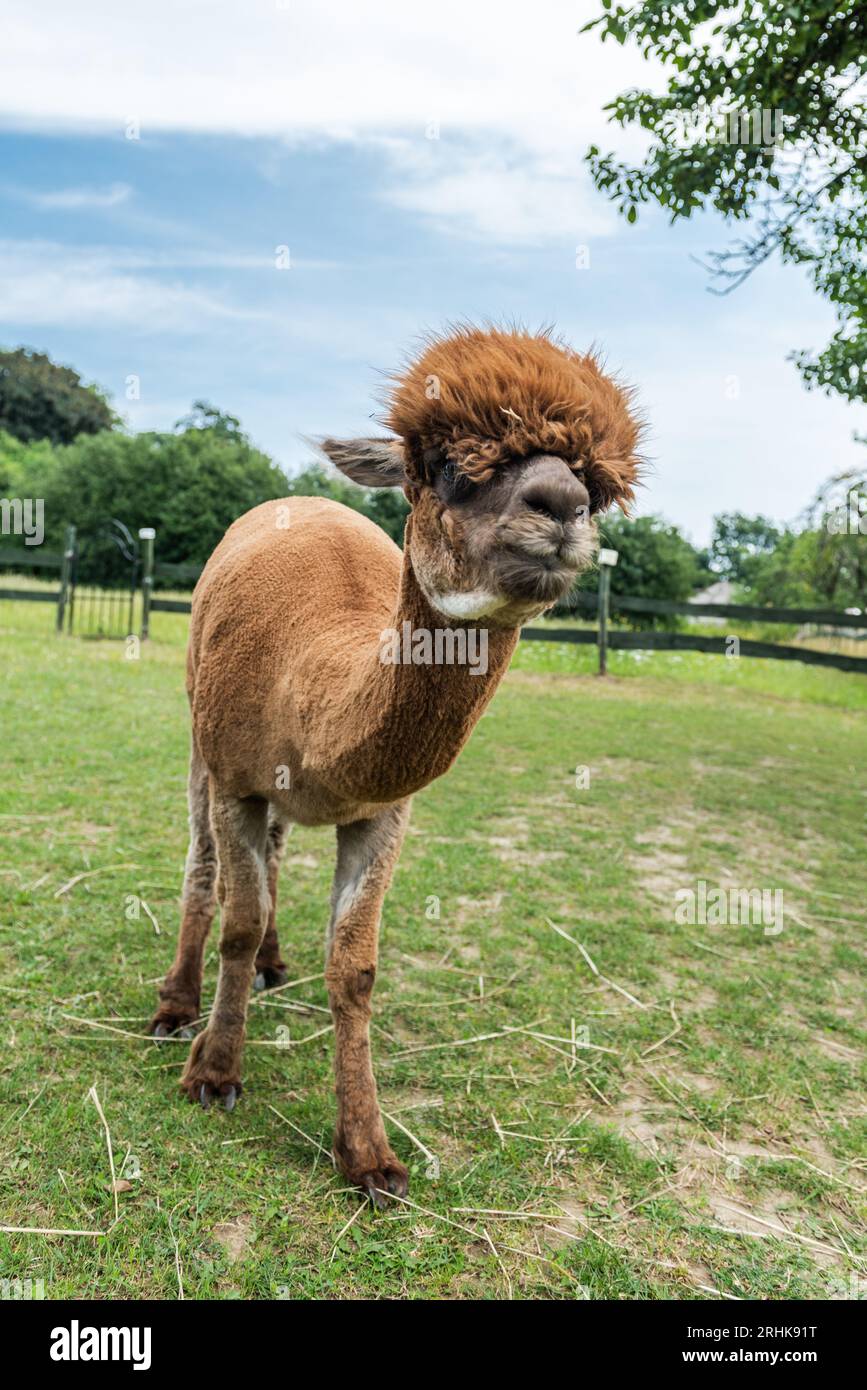 Alpacas in outdoor ranchin southern Poland at sunny summer day Stock ...