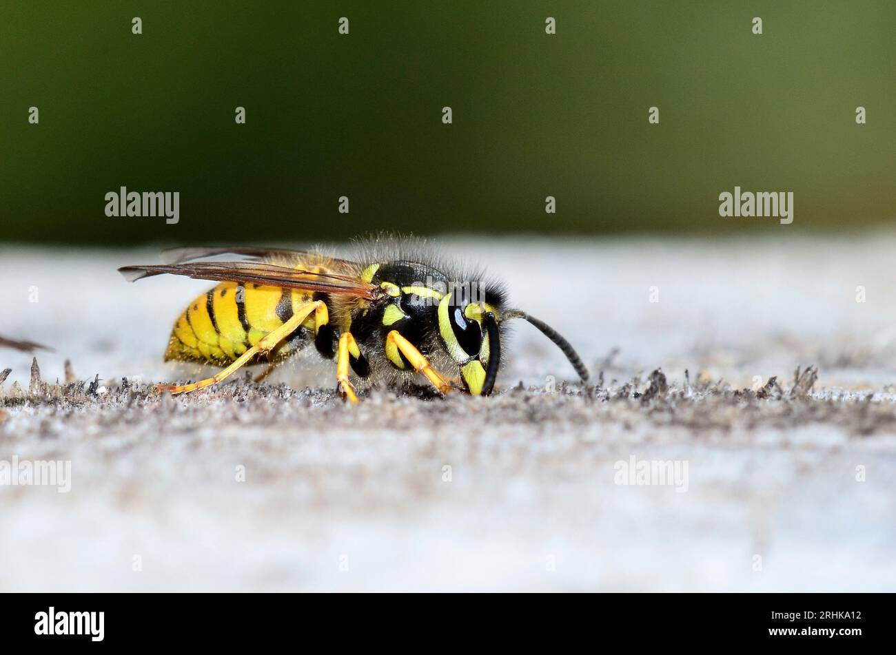 Worker common wasp hi-res stock photography and images - Alamy