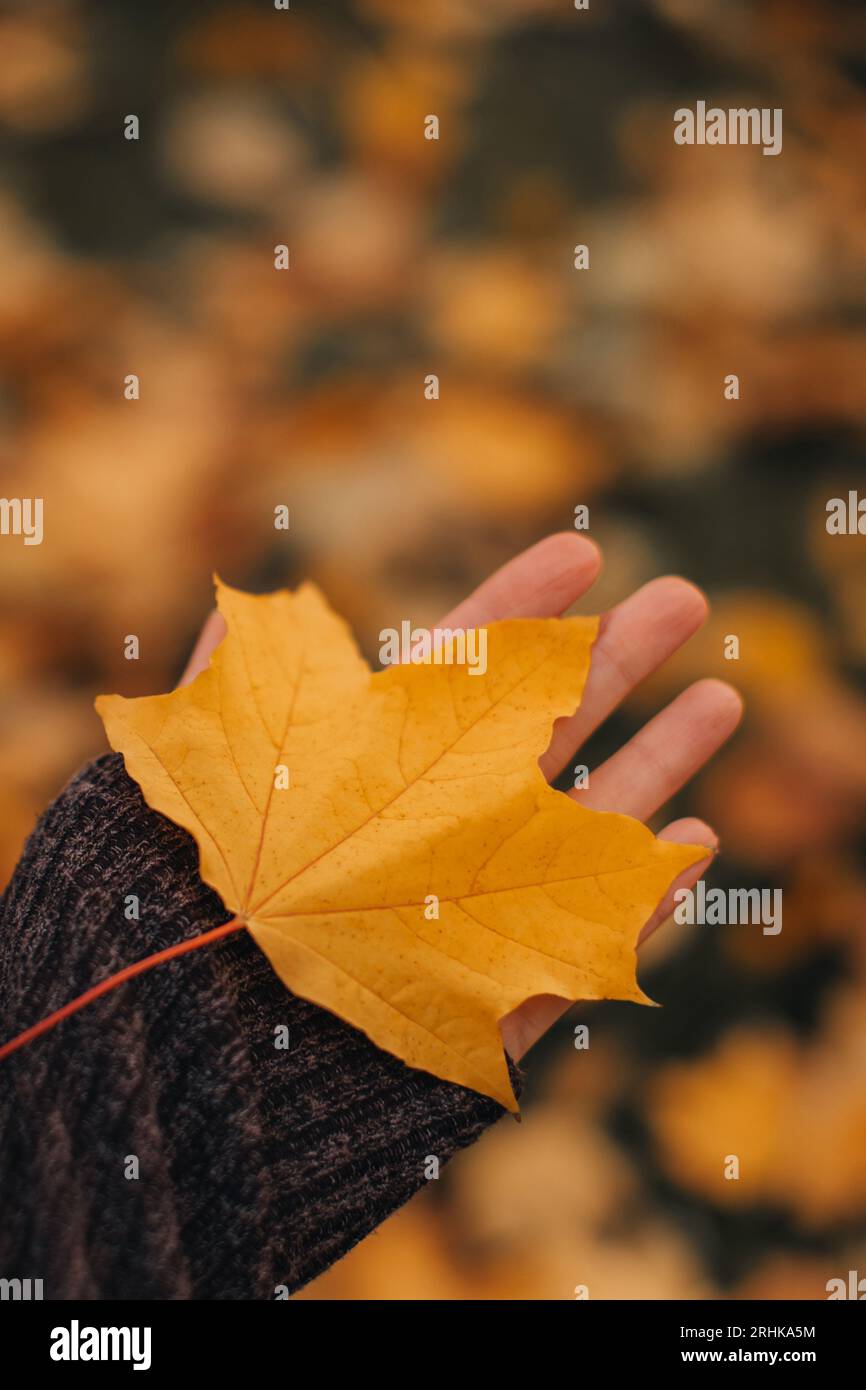 Hand holding fallen maple leaf hi-res stock photography and images - Alamy