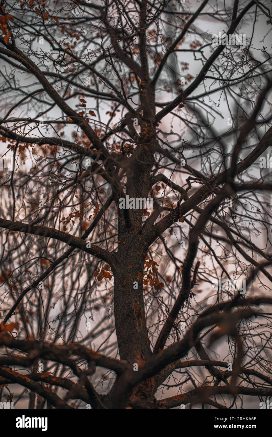 Trunk old dry tree against hi-res stock photography and images - Alamy