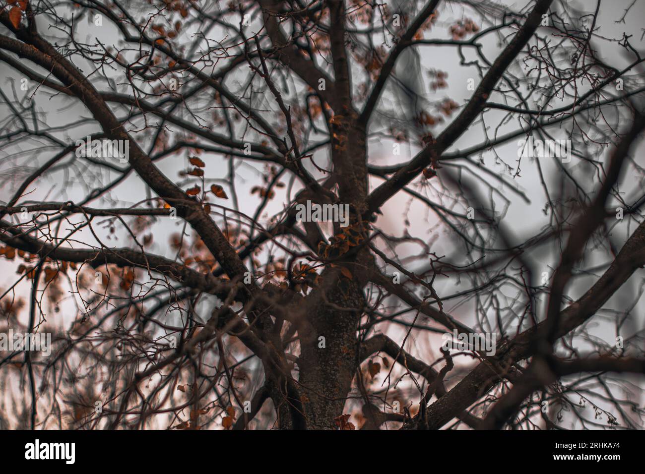 Autumn dry tree branches against the background of the evening sky ...