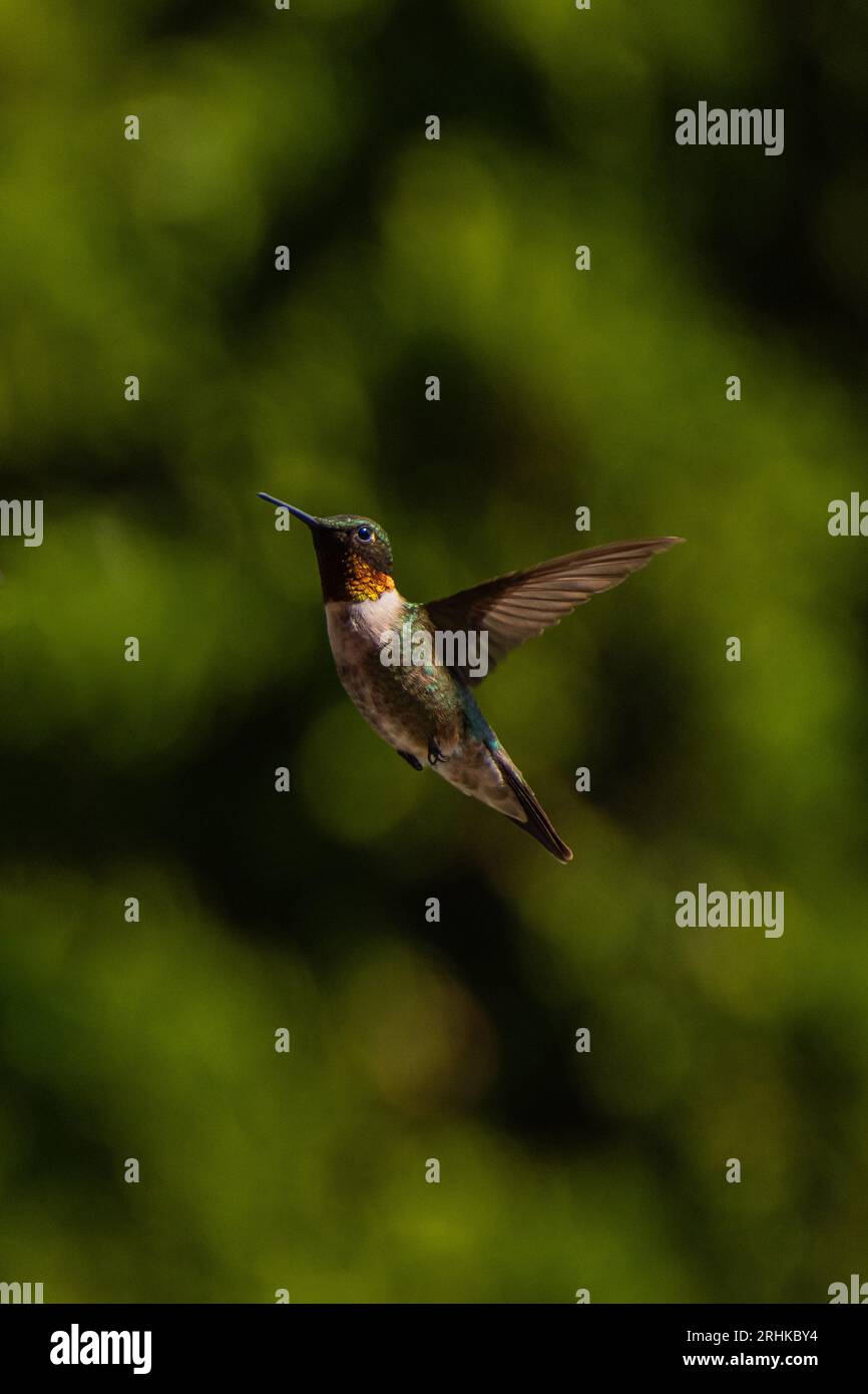 Ruby-throated hummingbird (Archilochus colubris) feeding from a bird ...