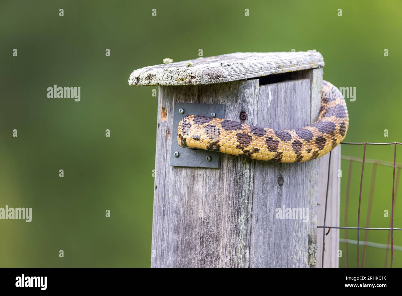 Eastern fox snake stealing tree swallow nestL ings in northern ...