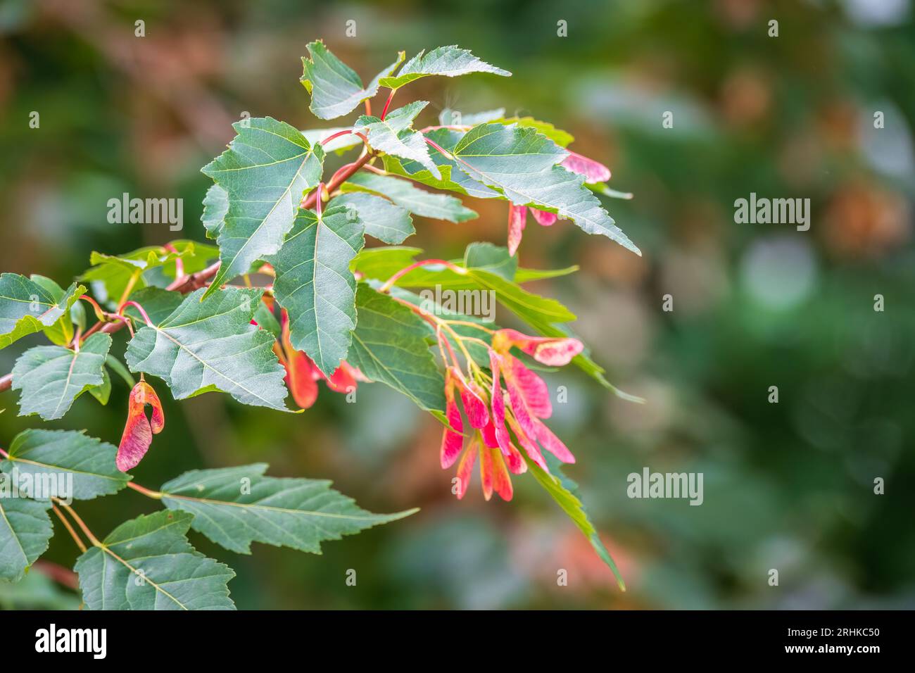 Tree branch with dark red leaves, Acer platanoides, the Norway maple ...