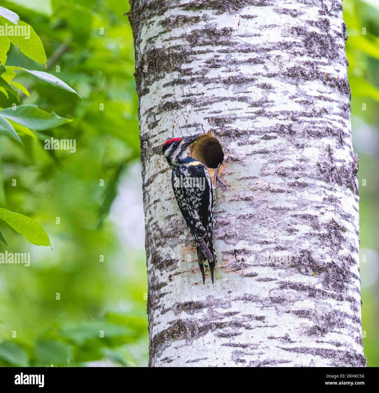Female yellow-bellied sapsucker bringing insects to her offspring in ...