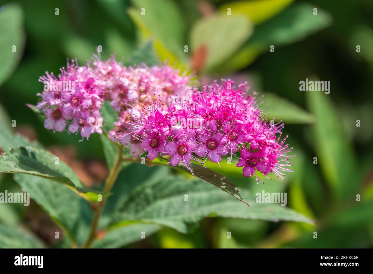 Flowers of Spiraea japonica double play pink, the Japanese meadowsweet ...