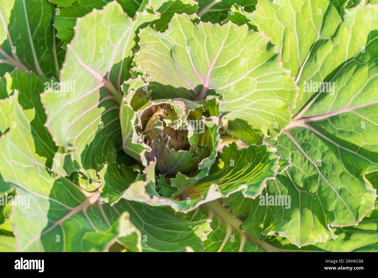 Close up of endless field with green leaves and purple veins of red ...