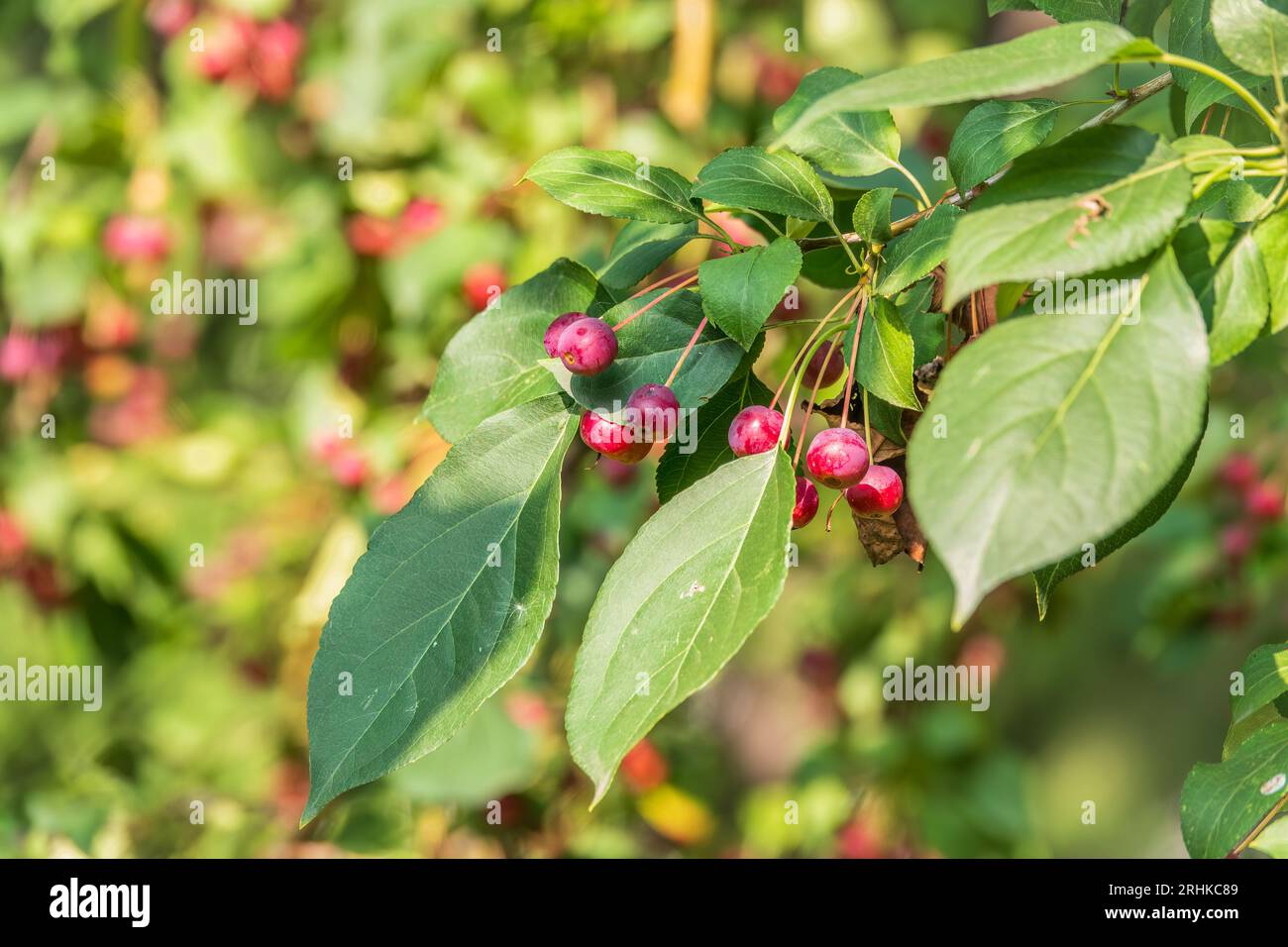 Bright red small wild apples among the yellow leaves in autumn. A bunch ...