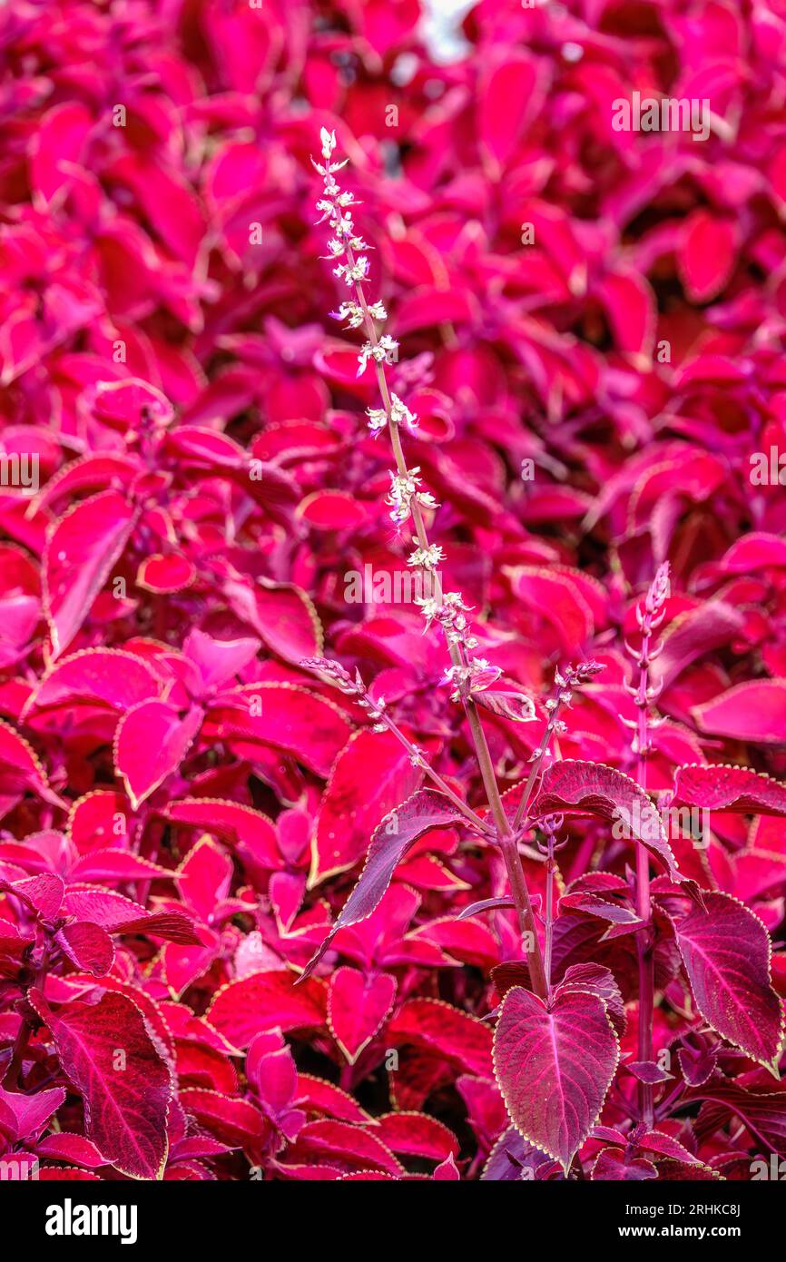 Red leaf foliage background - ornamental redhead coleus shrub. Red ...