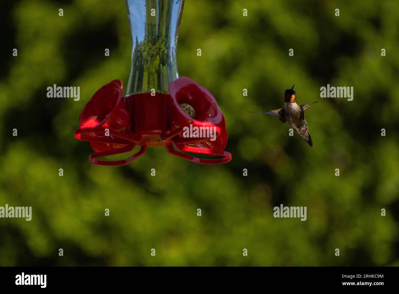 Ruby-throated hummingbird (Archilochus colubris) feeding from a bird ...