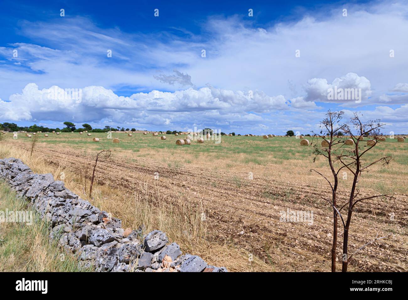 Rural landscape: straw bale in harvested corn fields in Apulia region ...