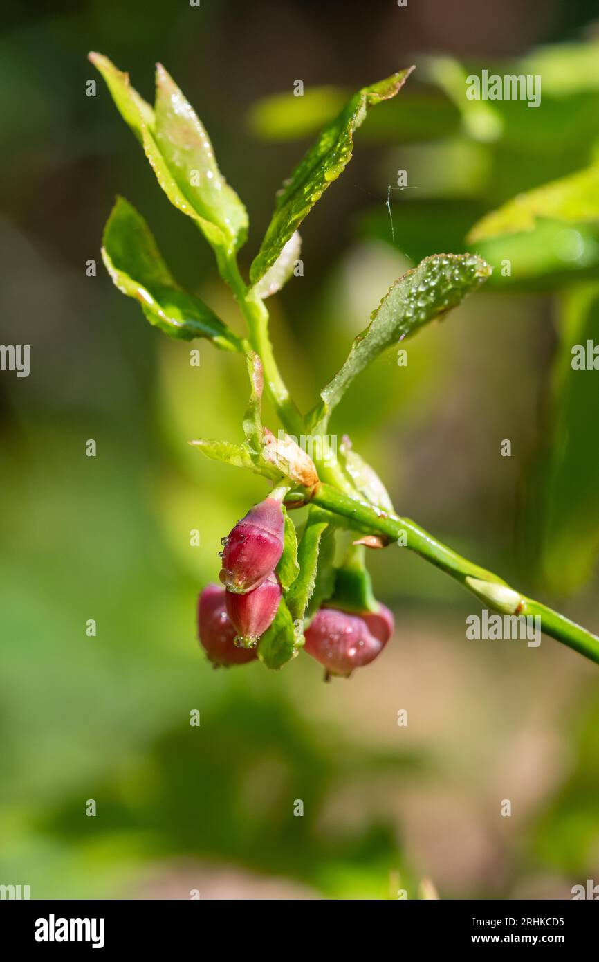 Close up of European blueberry (vaccinium myrtillus) flowers in bloom ...