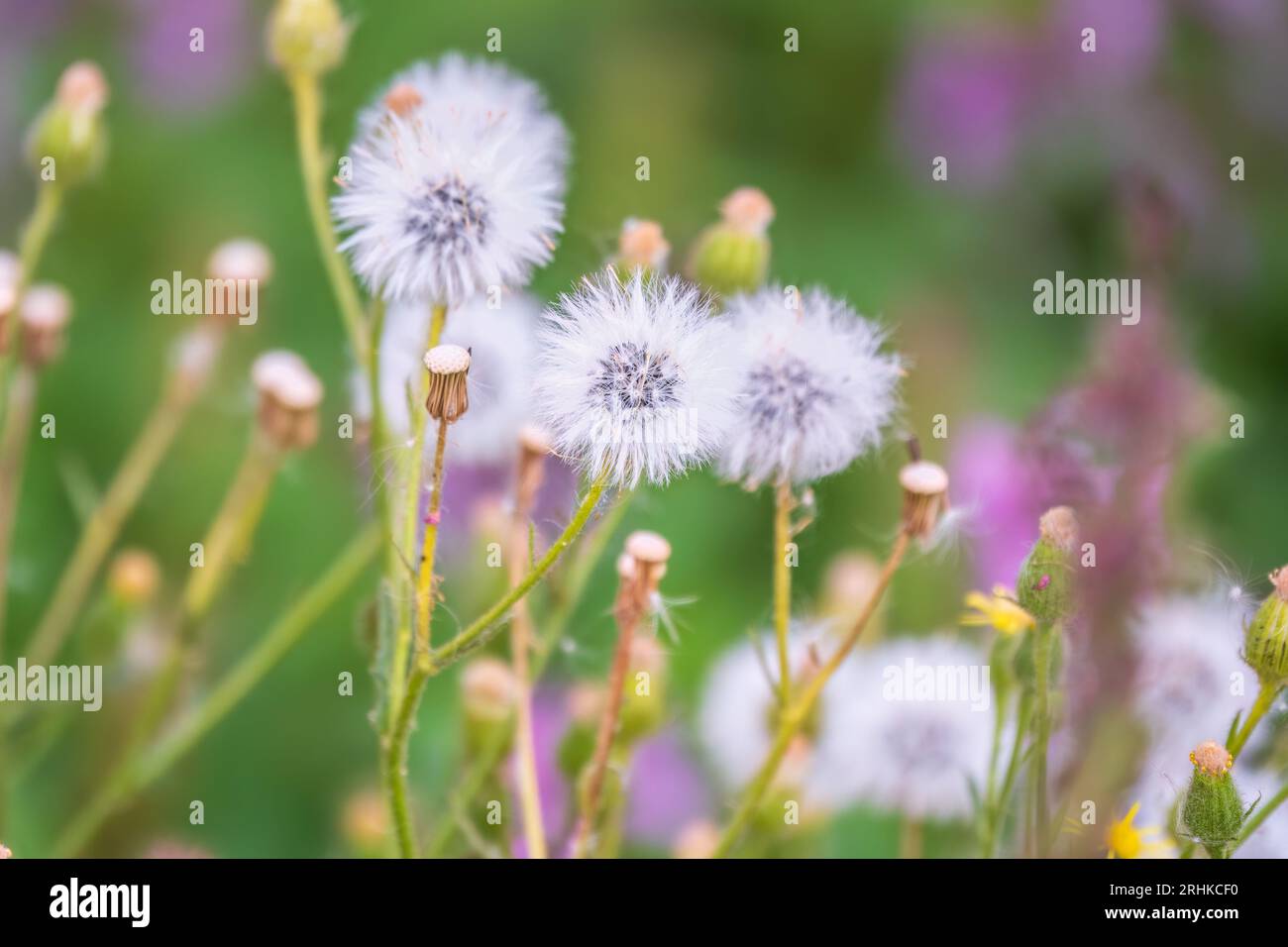 Field with white dandelion flowers. Meadow of white dandelions. Summer ...