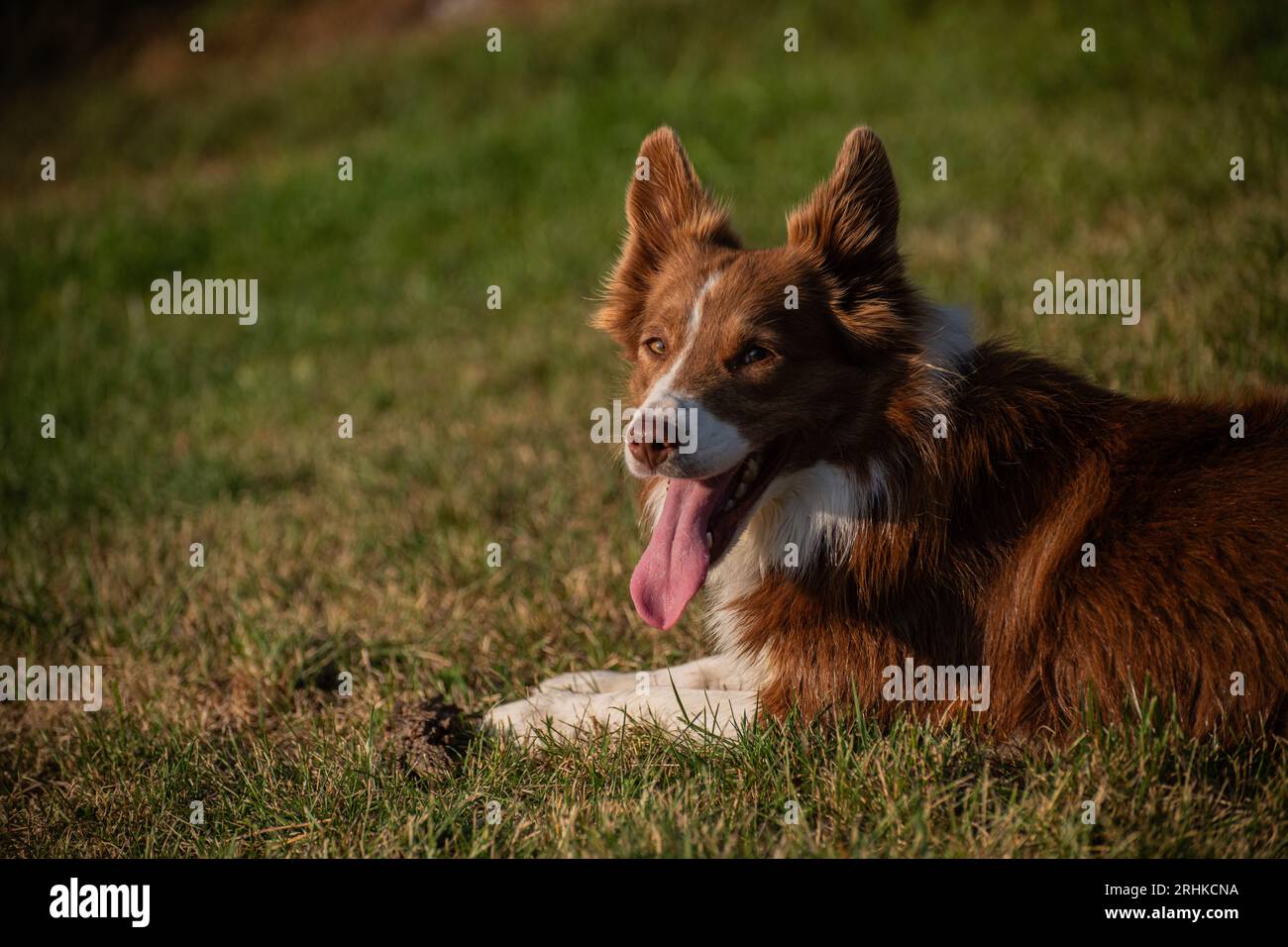 Red and white border collie hi-res stock photography and images - Alamy
