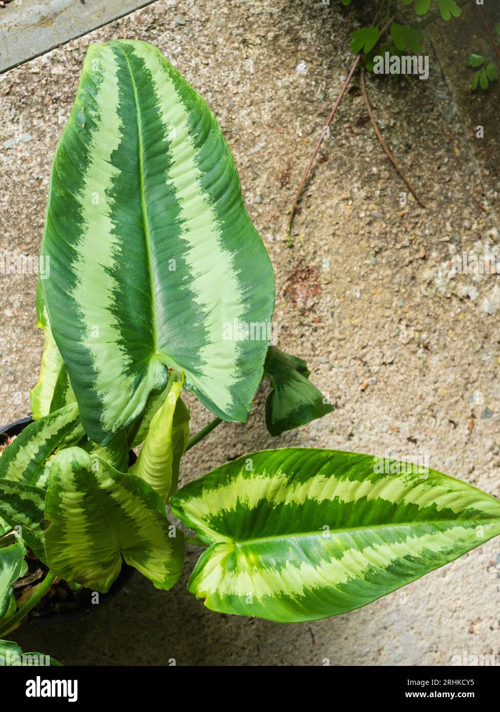 Decorative foliage of the tropical rainforest perennial house and ...
