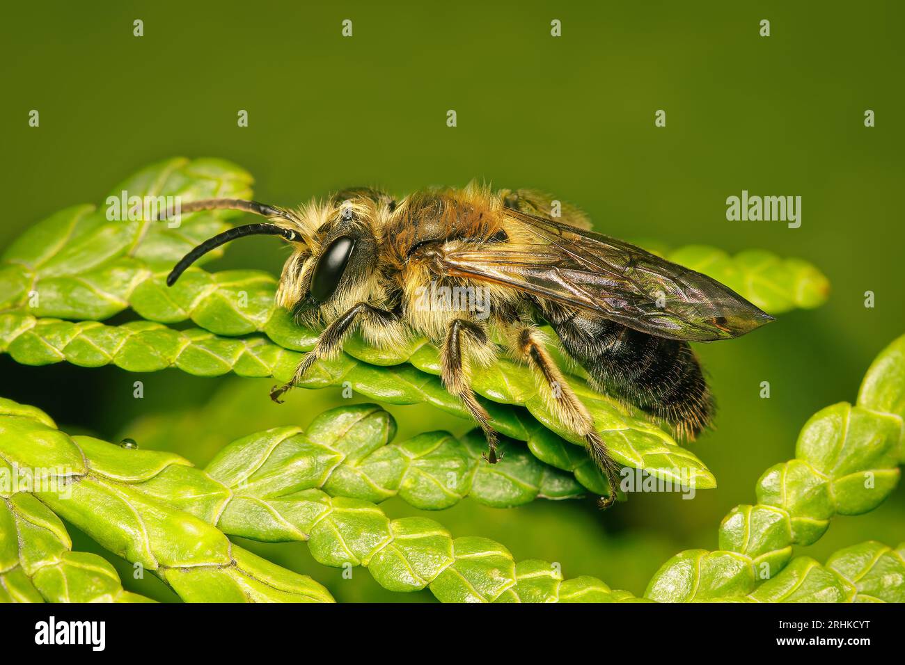 Small andrena bee resting on a cedar branch after the rain with blurred ...