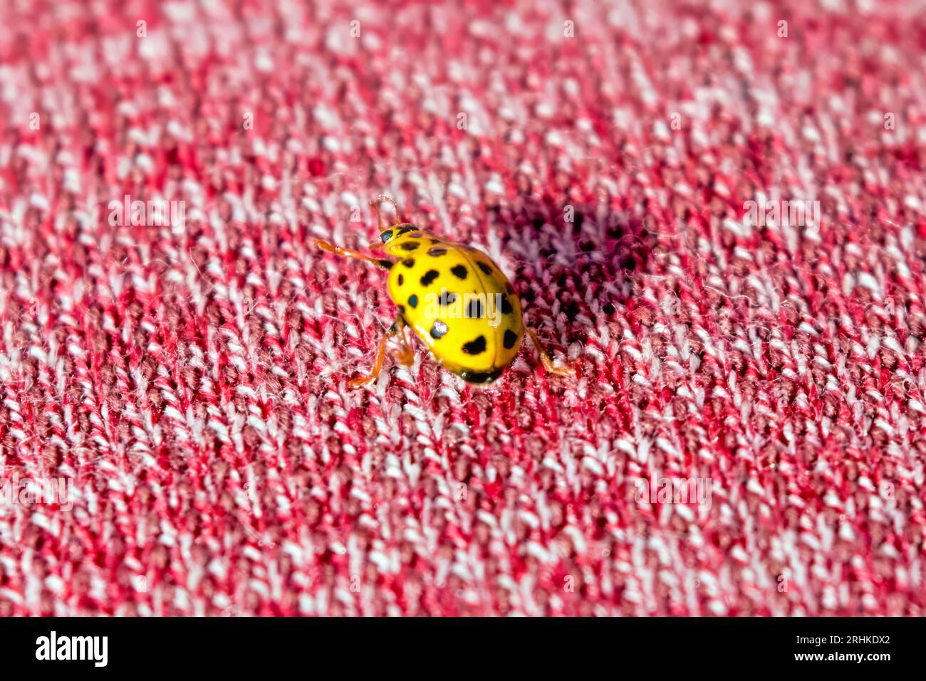 Ladybird 22 spot uk hi-res stock photography and images - Alamy