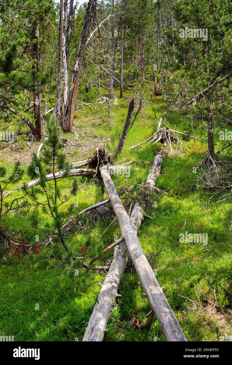 Fallen dry tree Trunks in the Swiss National Park, famous for untouched ...