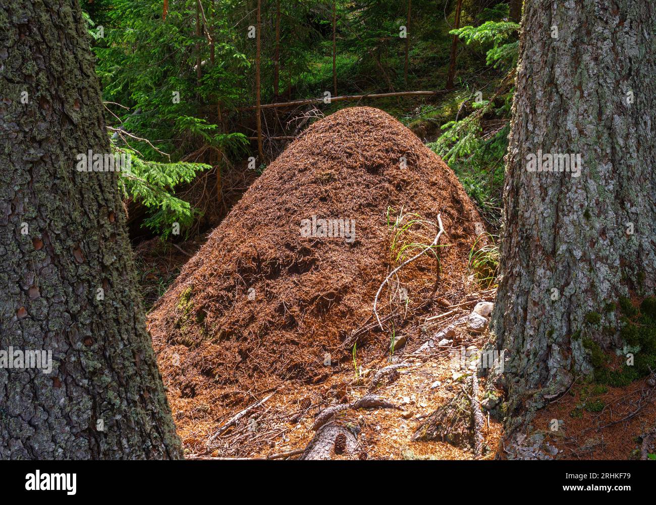 Huge ants nest hi-res stock photography and images - Alamy