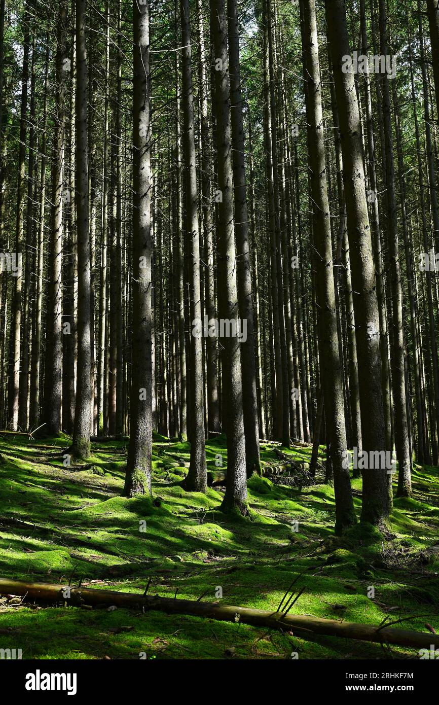 Forest tree plantation Stock Photo - Alamy