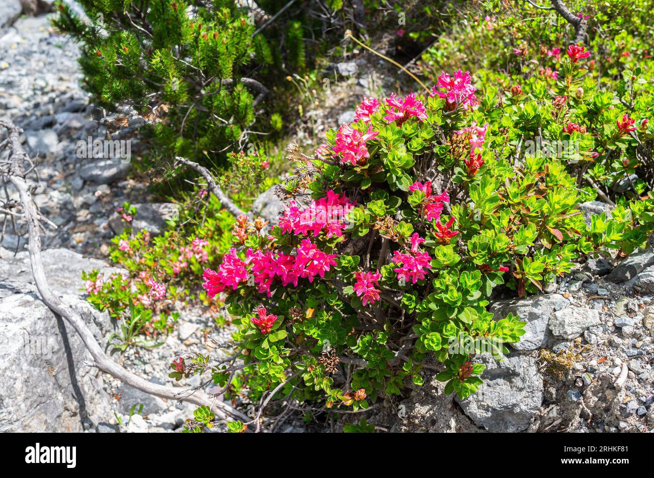 Beautiful flowers in the Swiss National Park, famous for untouched ...