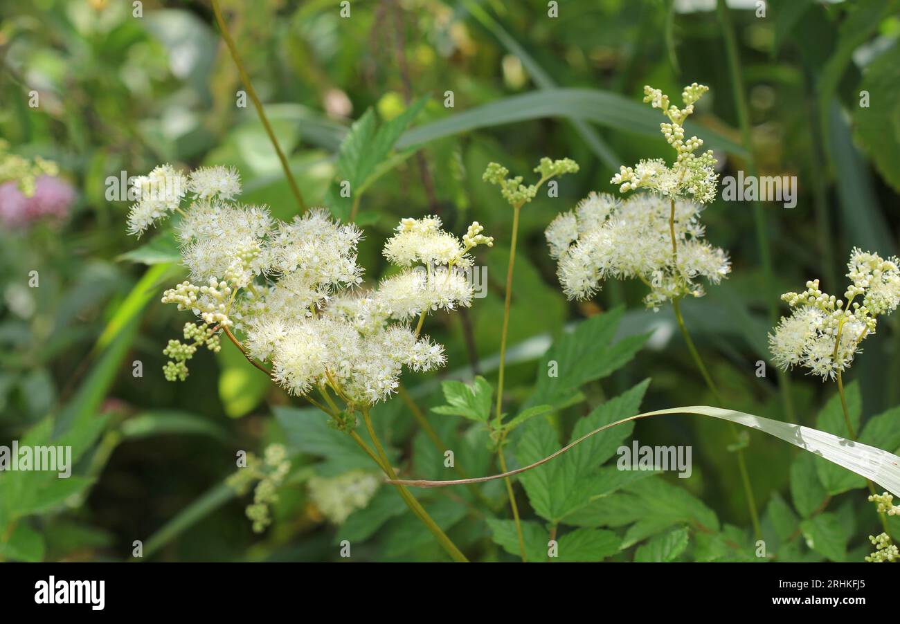 The wild flowers of Meadowsweet (Filipendula ulmaria Stock Photo - Alamy