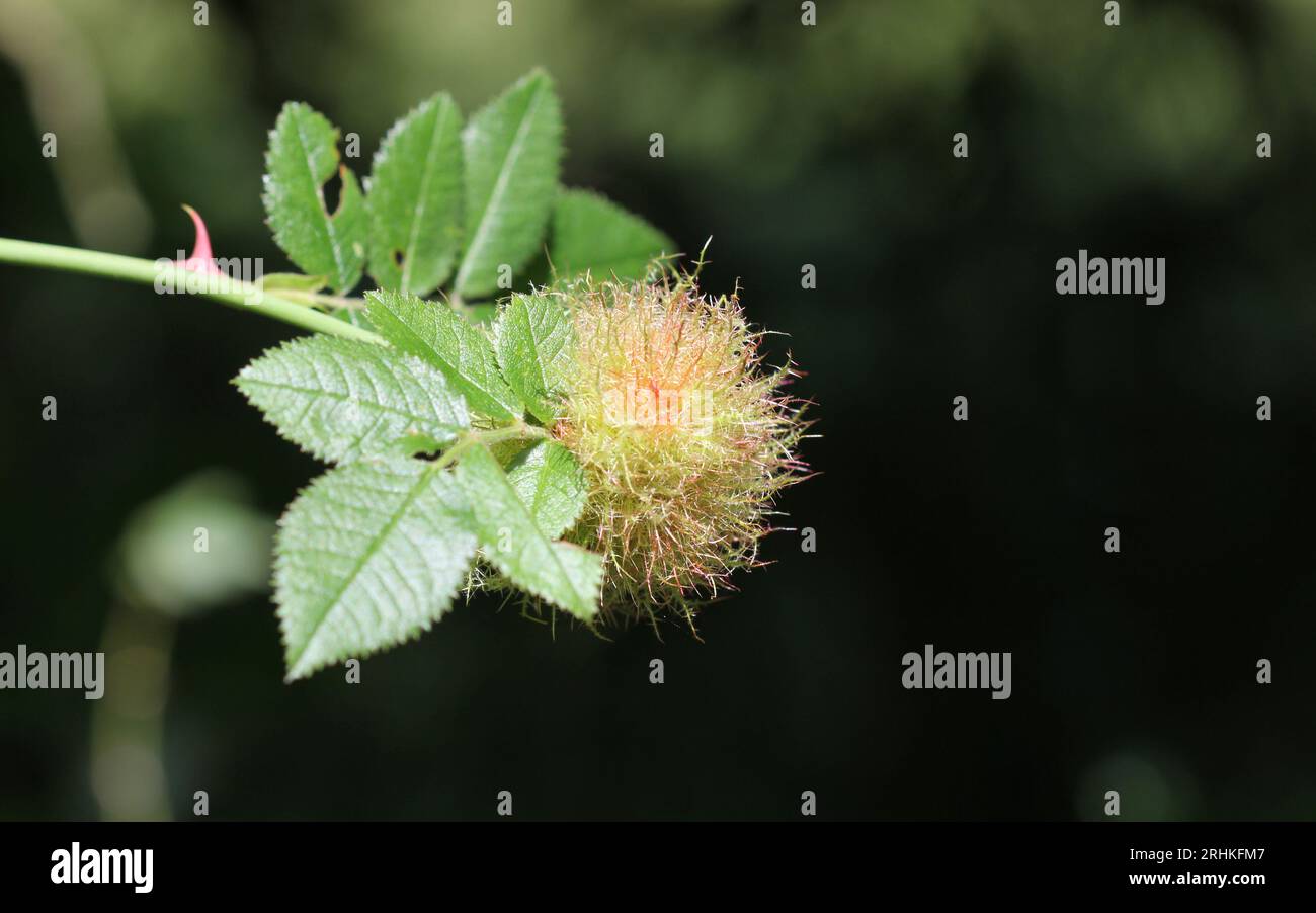 A close up of Robins pincushion, Diplolepis rosae Stock Photo - Alamy