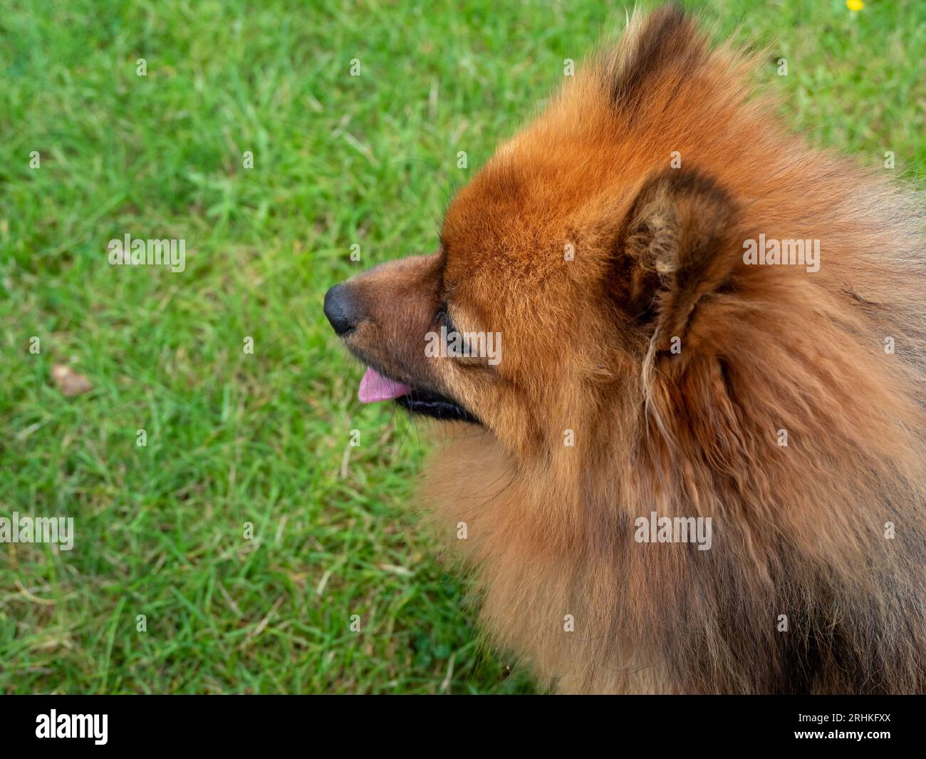 Red spitz dog on a background of green grass. Spitz dog portrait Stock ...