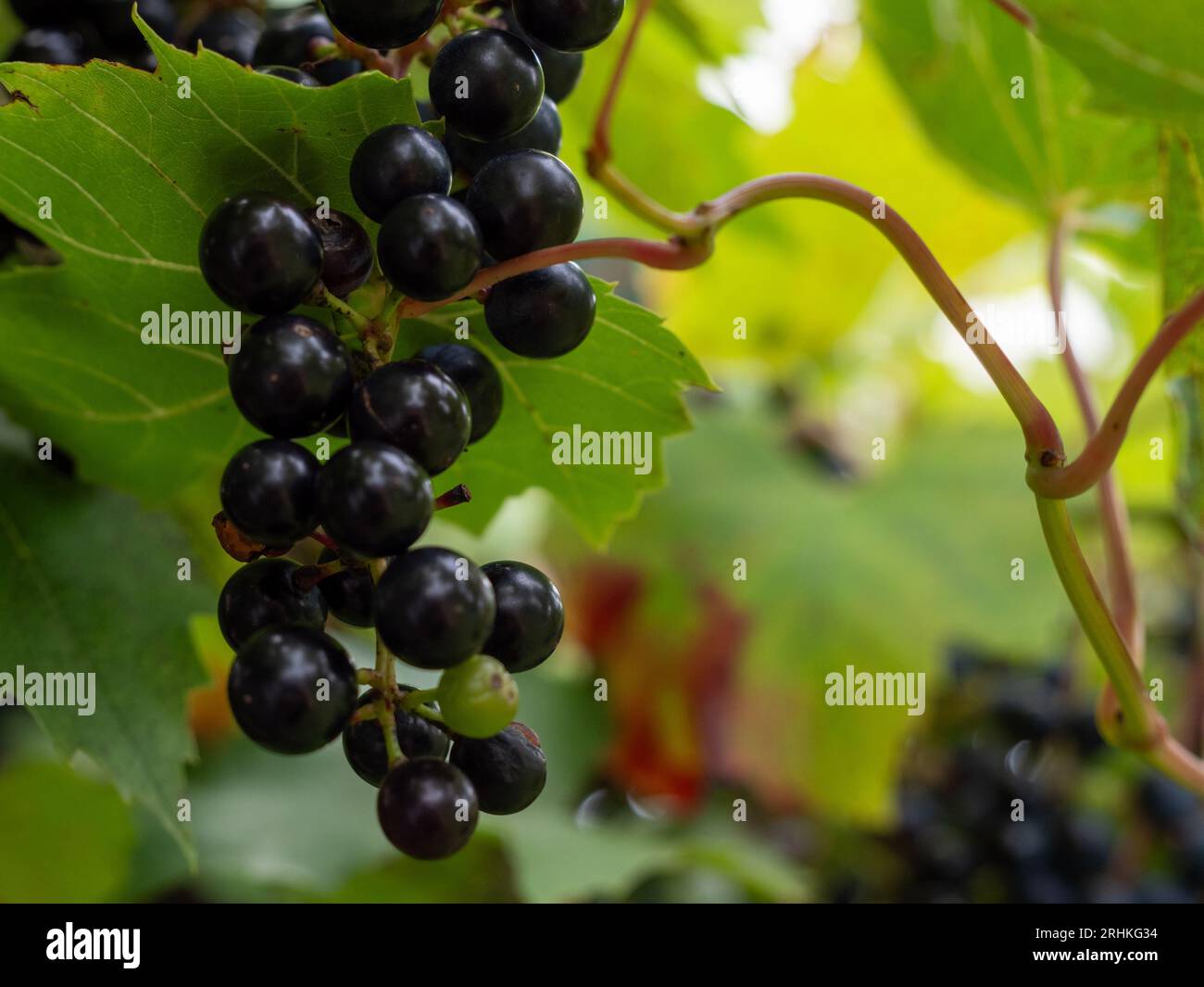 The fruits of black grapes. Bush black ripe grapes Stock Photo - Alamy
