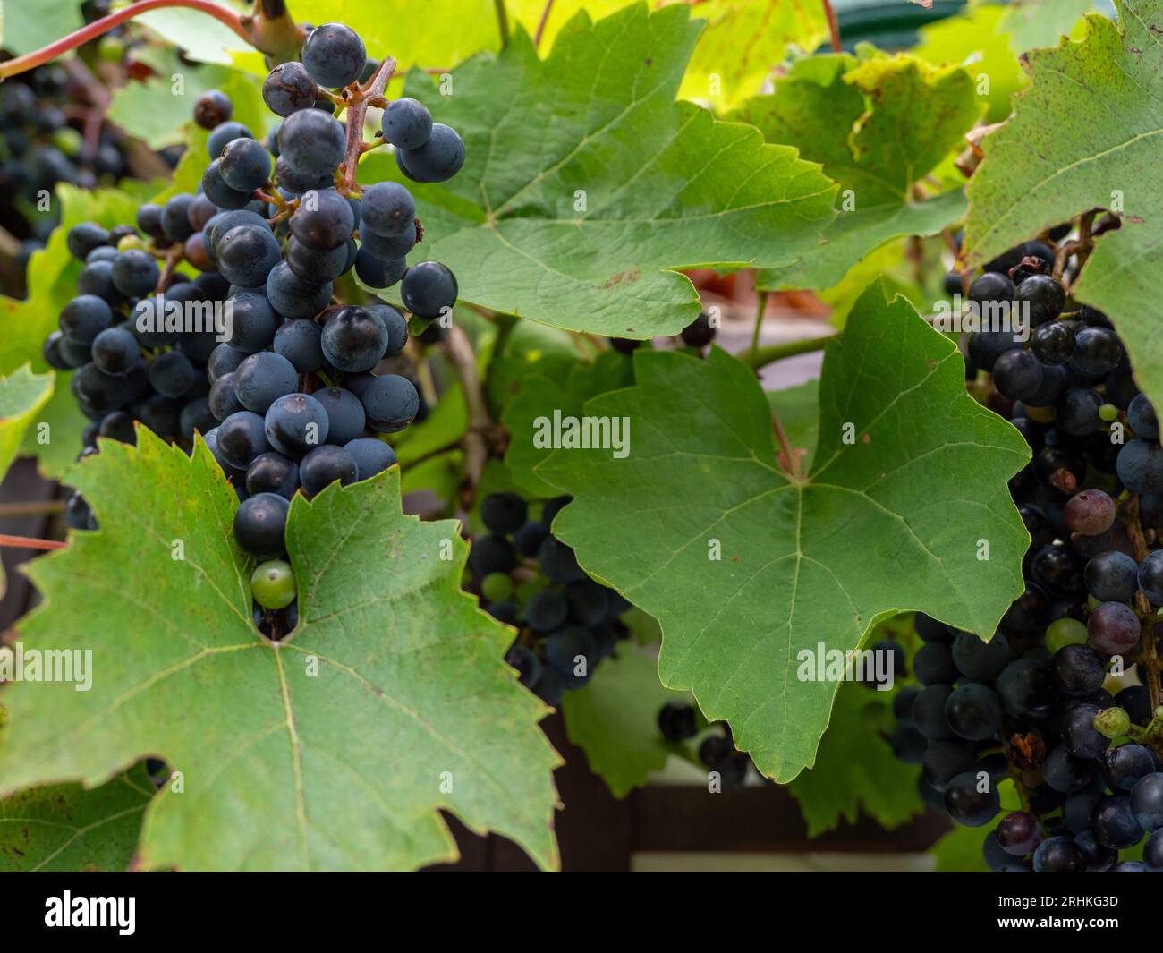The fruits of black grapes. Bush black ripe grapes Stock Photo - Alamy