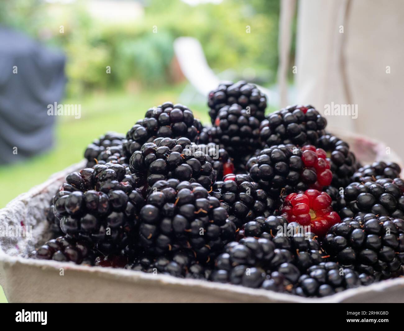 Blackberry berry close-up. Harvesting berries Stock Photo - Alamy