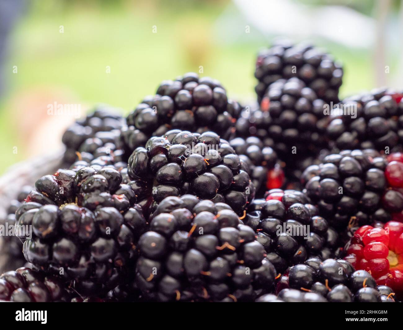Blackberry berry close-up. Harvesting berries Stock Photo - Alamy