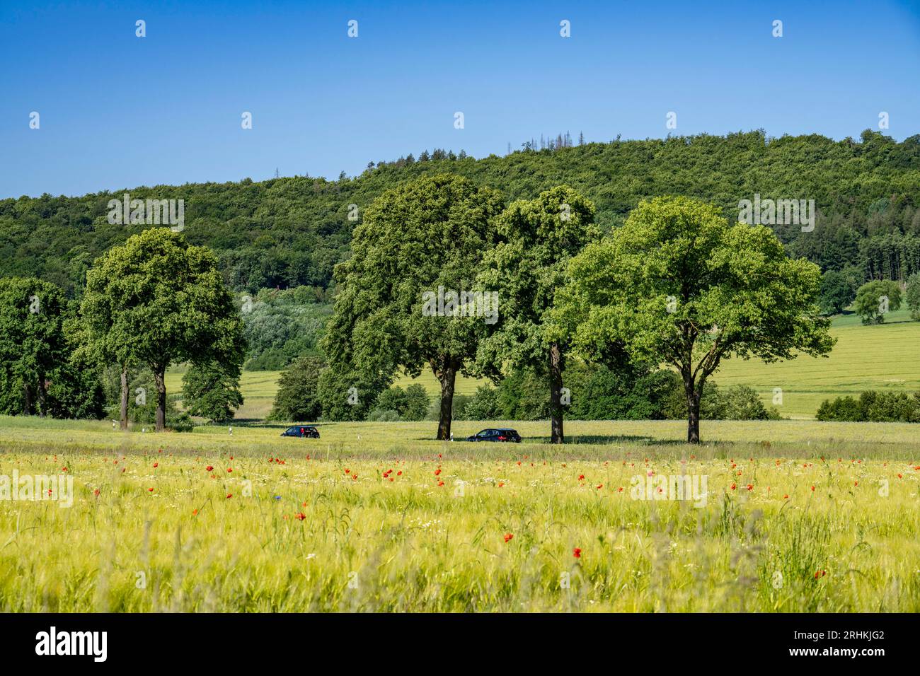 Country road between Warstein and Hirschberg in Sauerland, partly lined ...