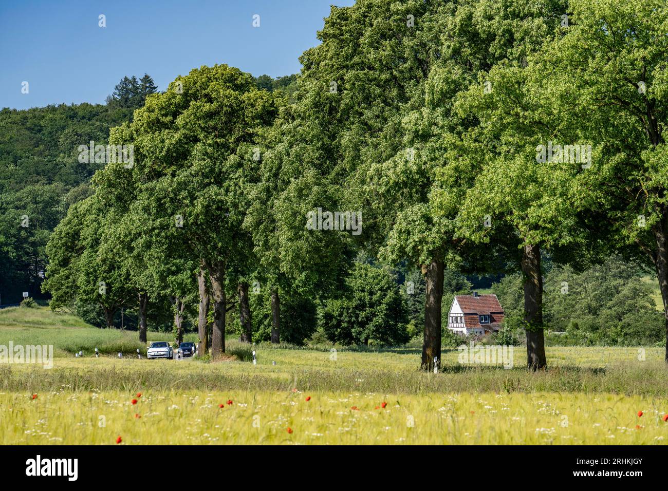 Country road between Warstein and Hirschberg in Sauerland, partly lined ...