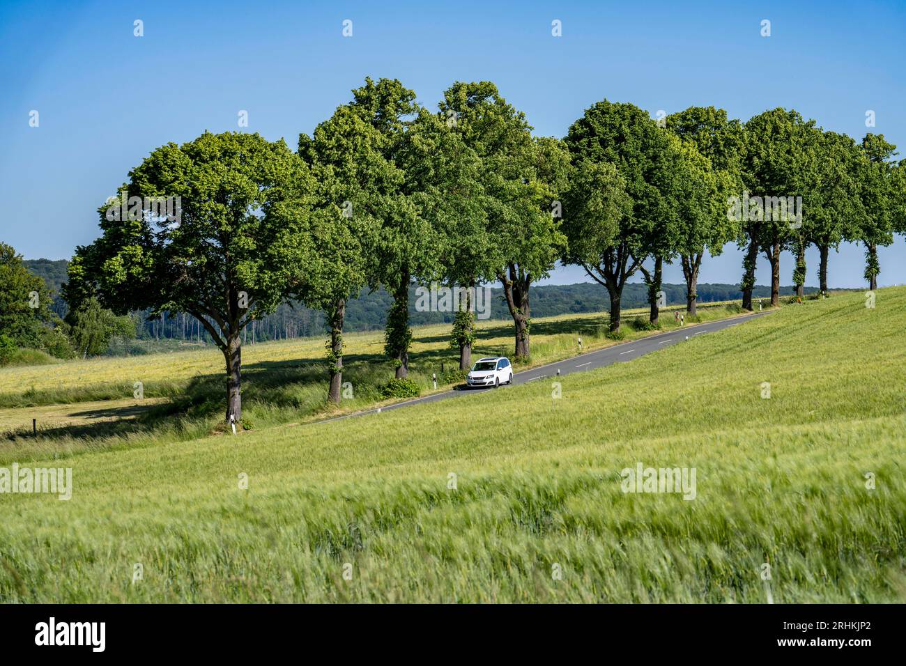Country road between Warstein and Hirschberg in Sauerland, partly lined ...