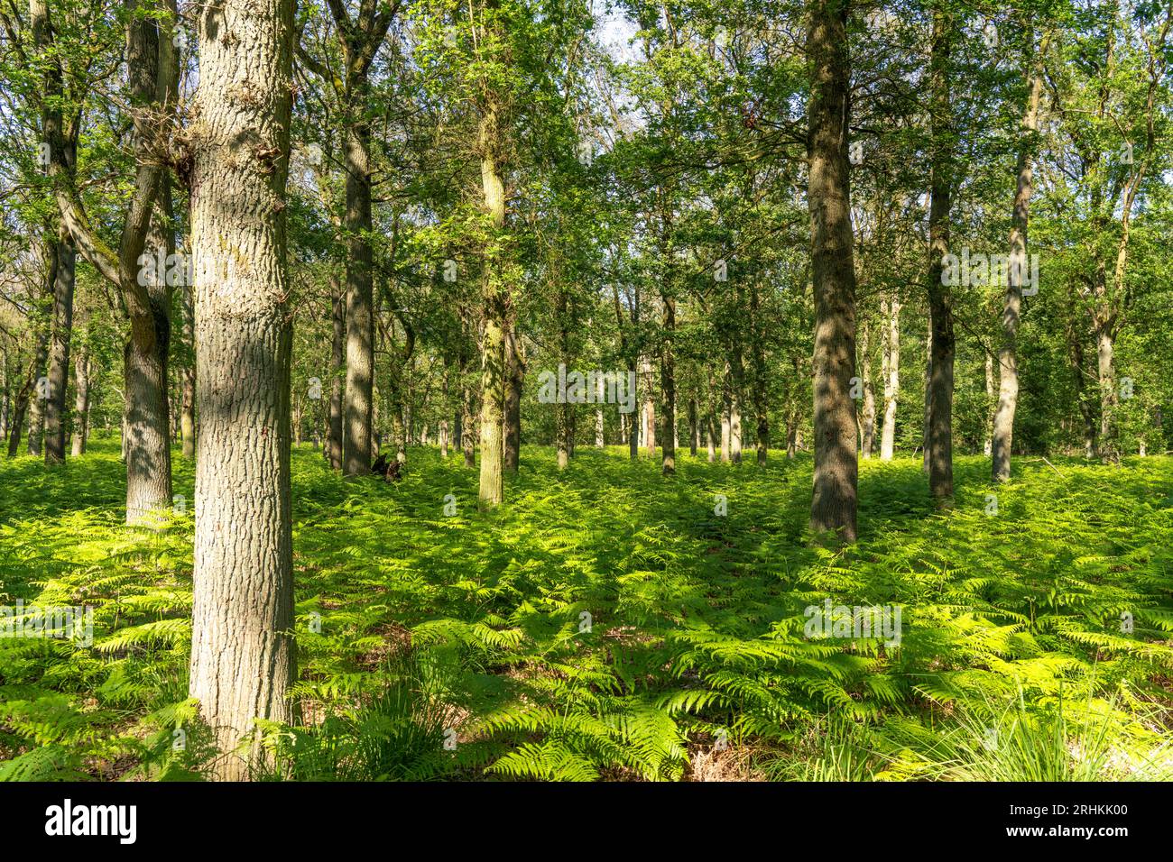 The Diersfordter Wald, north of Wesel, nature park with oak and beech ...