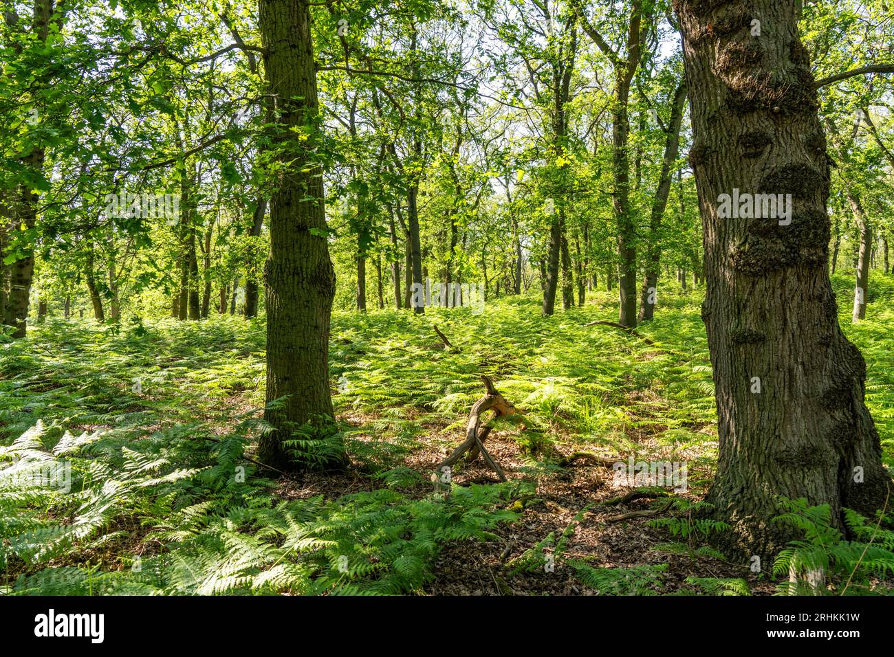 The Diersfordter Wald, north of Wesel, nature park with oak and beech ...