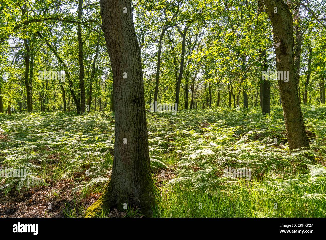 The Diersfordter Wald, north of Wesel, nature park with oak and beech ...