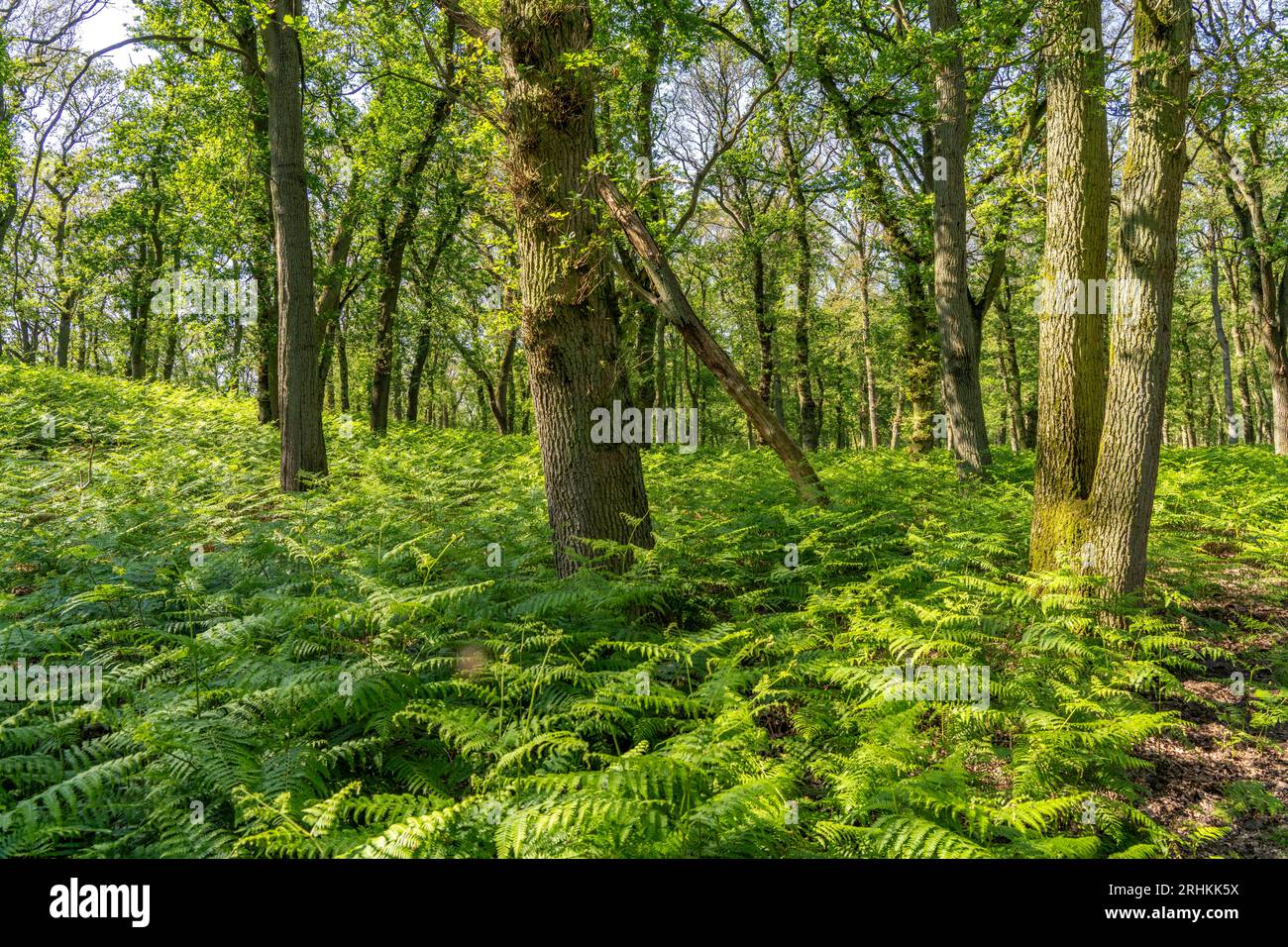 The Diersfordter Wald, north of Wesel, nature park with oak and beech ...