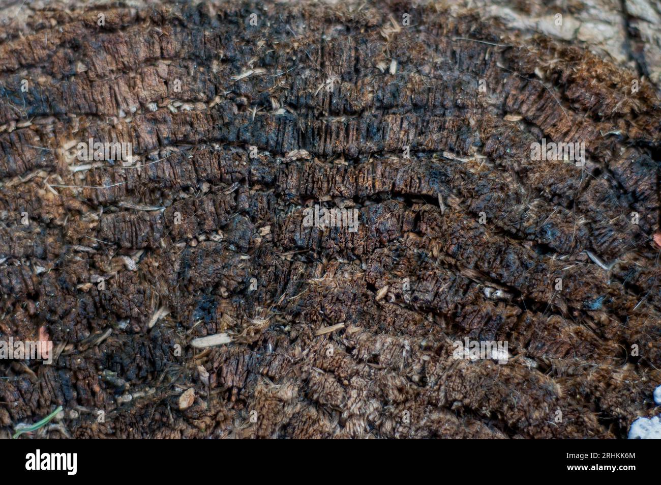 Coconut tree trunk texture Stock Photo - Alamy