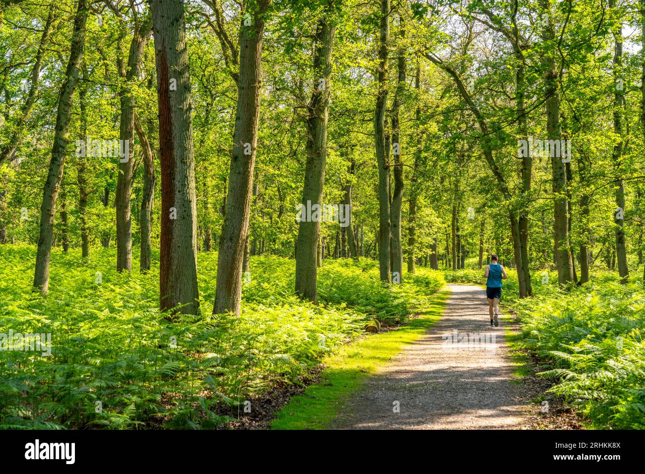 The Diersfordter Wald, north of Wesel, nature park with oak and beech ...
