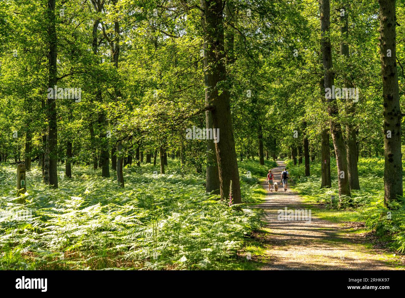 The Diersfordter Wald, north of Wesel, nature park with oak and beech ...