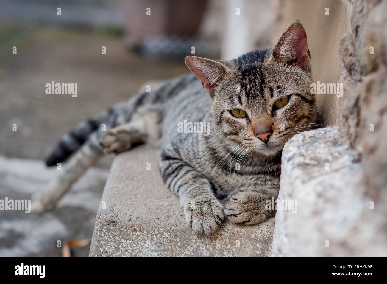 Mixed breed domestic cat portrait. Cat with brindle coat Stock Photo ...